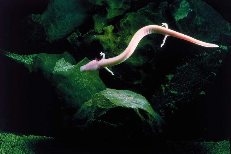 Daytrips and tours | Think Slovenia